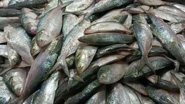 22-day ban on hilsa fishing begins Thursday